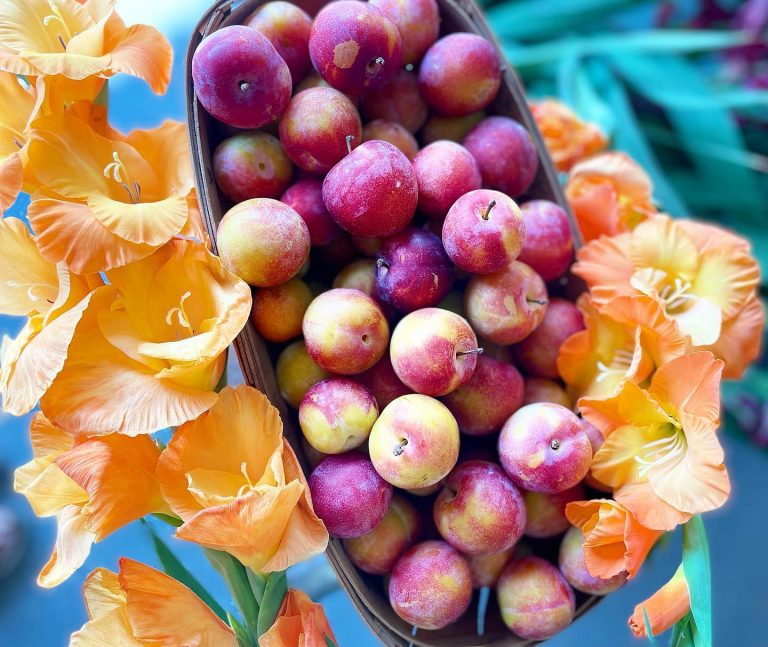 Top 5 Apple Orchards in Maine 2025 Edition | Box Of Maine