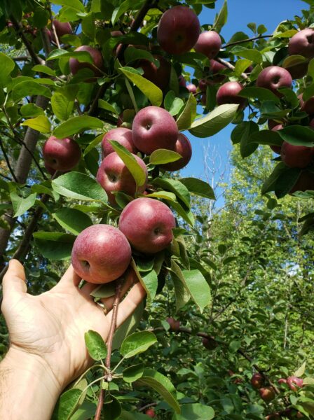 Top 5 Apple Orchards in Maine 2025 Edition | Box Of Maine