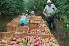Top 5 Apple Orchards in Maine 2025 Edition | Box Of Maine