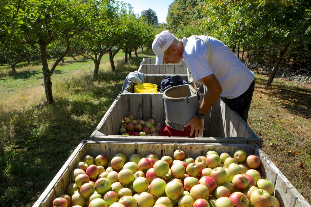 Maine’s Best Apple Orchards in 2025 | Box Of Maine