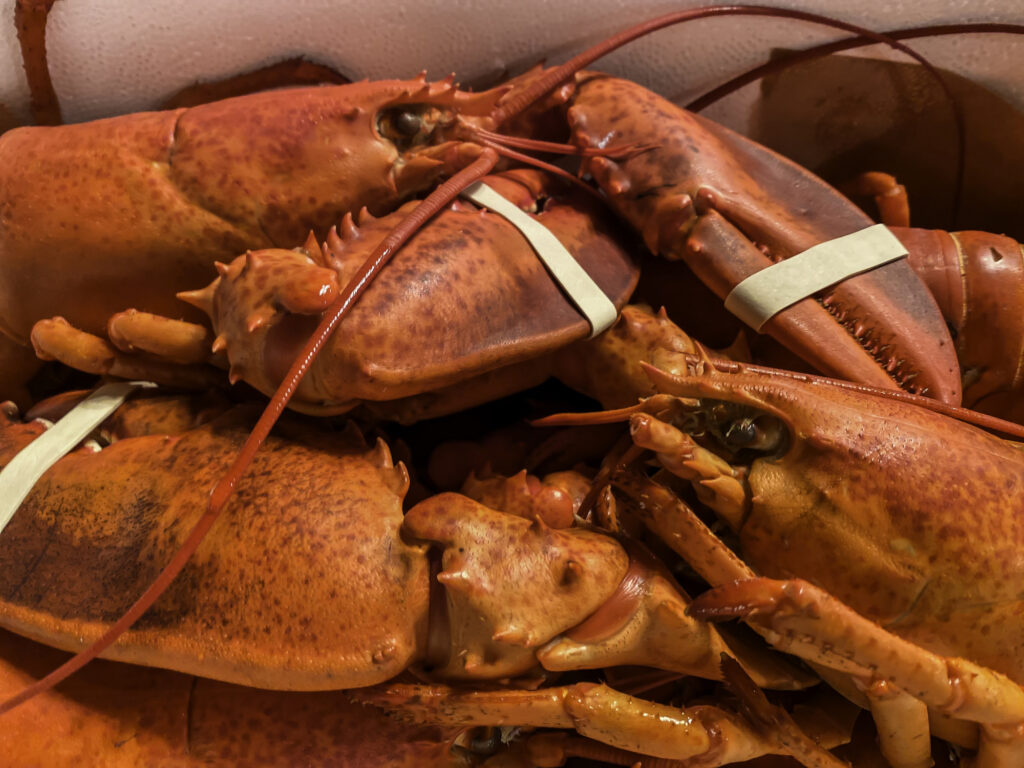 Order a Maine Lobster Roll Kit - 2lbs of Lobster Meat - Box Of Maine