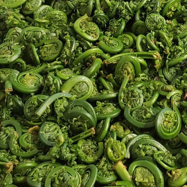 When & Where to Pick Fresh Fiddleheads in Maine Now | Box Of Maine